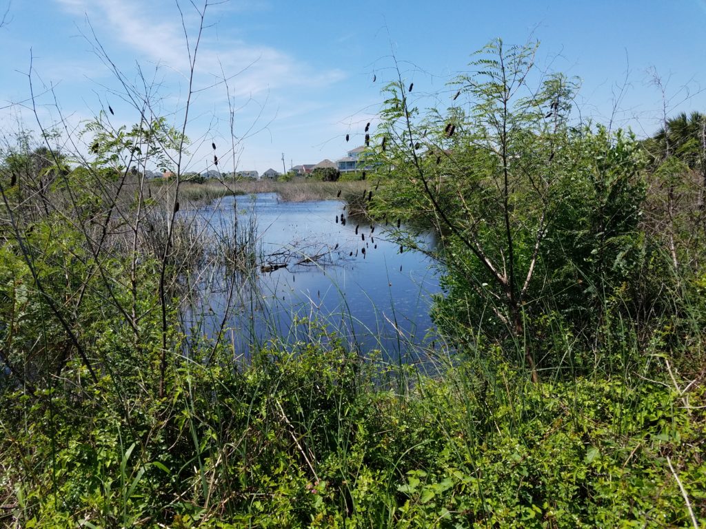 Galveston Island - Lafitte's Cove Nature Preserve - Charlotte's Texas ...
